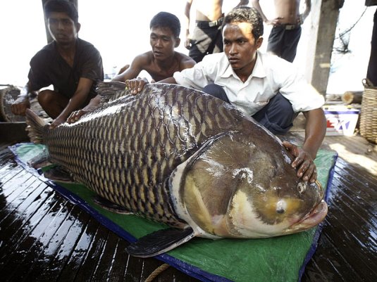 As Many Exceptions As Rules: Carp Diem - Polyploid Fish Seize The Day