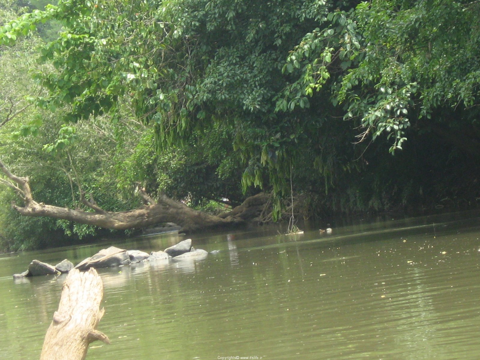 Travel spots: Kuruvadweep, Wayanad, Kerala