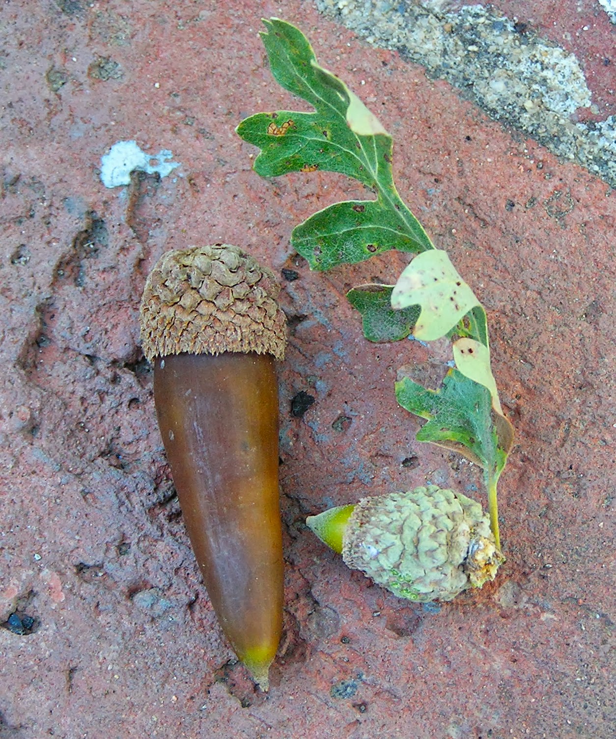 Perspective: Acorns :)