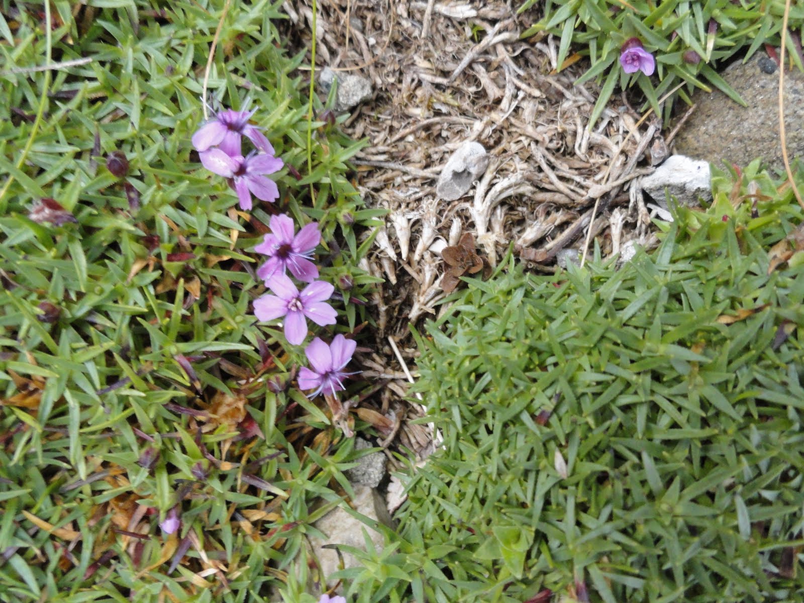 Frumusetile naturii: Iarbă roşioară (Silene acaulis)