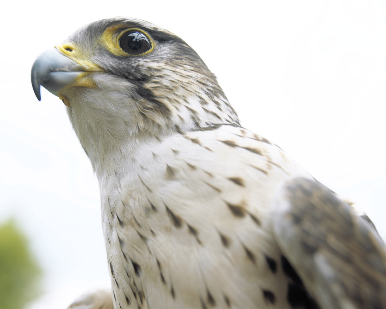 Imágenes de Pájaros: Halcones