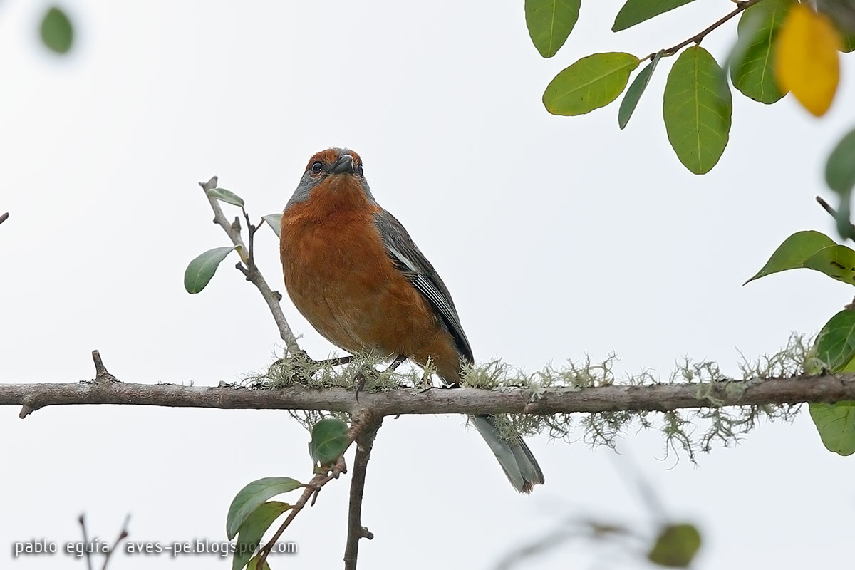 mis fotos de aves: Microspingus erythrophrys Monterita Ceja Rojiza ...