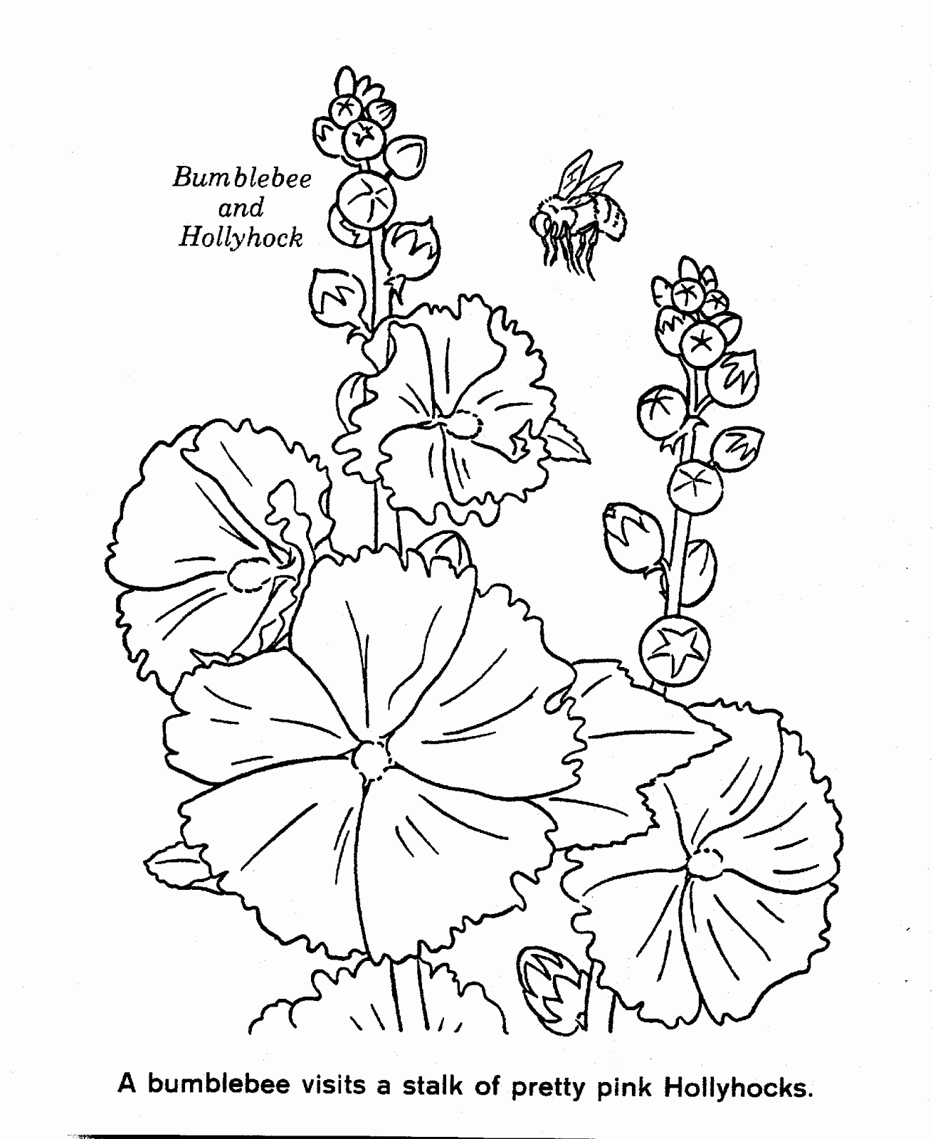 desene natura plante imagini de colorat ~ Desene Imagini de colorat