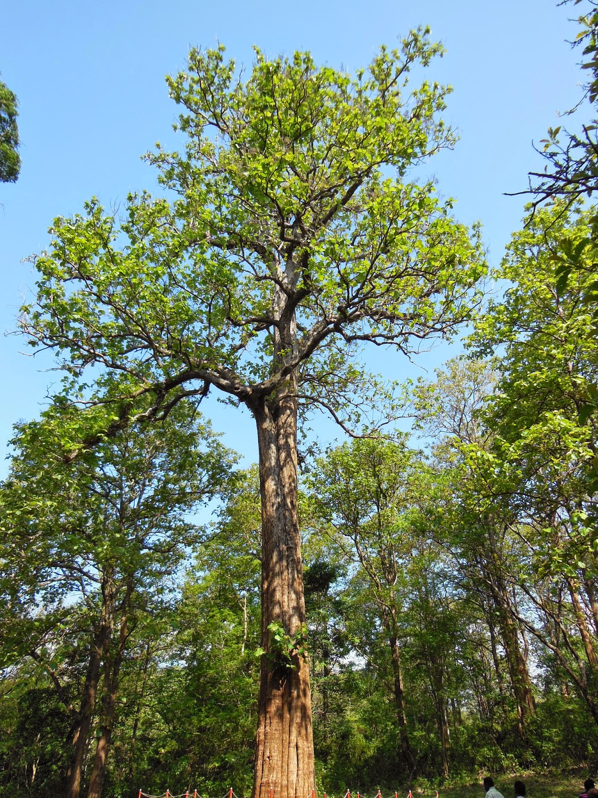 Yatra Tatra Sarvatra .......Trips of Alok: Anaimalai and Parambikulam ...