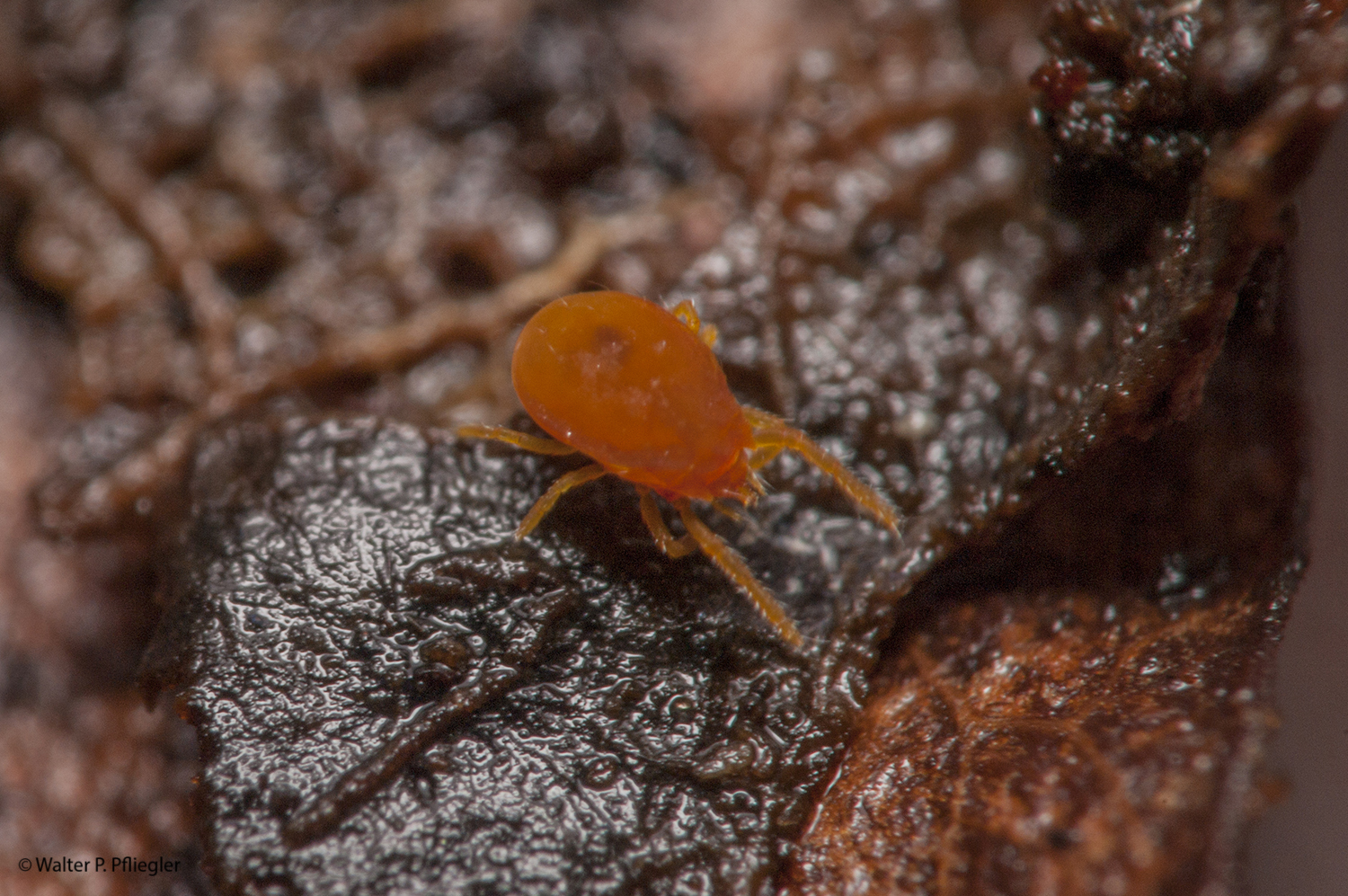 Nature photos from an Amateur Naturalist: Bükk Mts., Hungary (Bükk ...