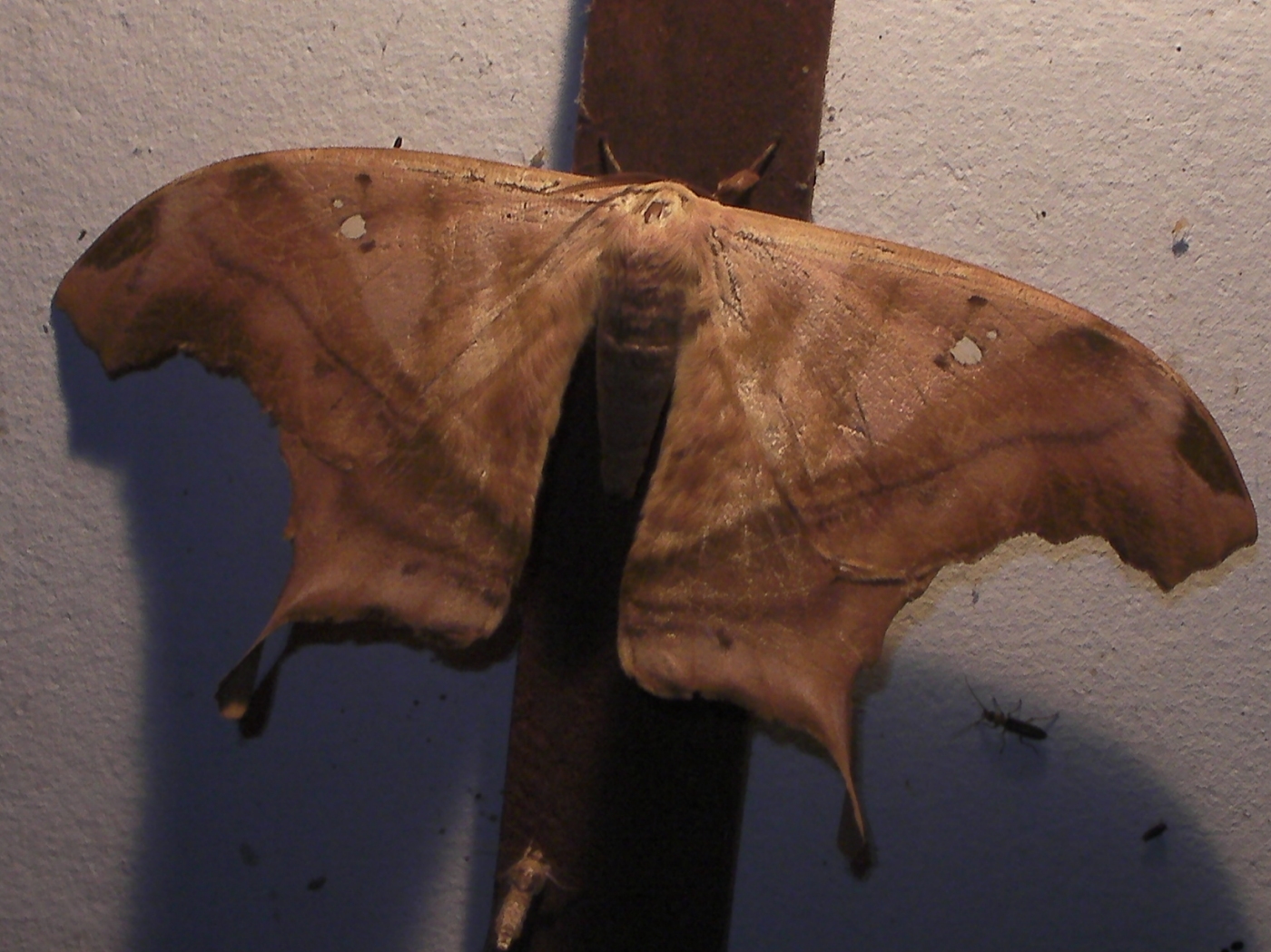 Quaoar Power Zoo: Titaea tamerlan