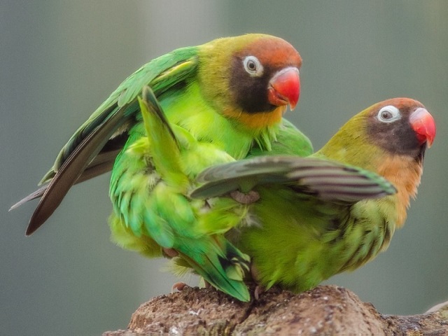 Agapornis: tipos y características de los ''INSEPARABLE''. - Las 100 ...