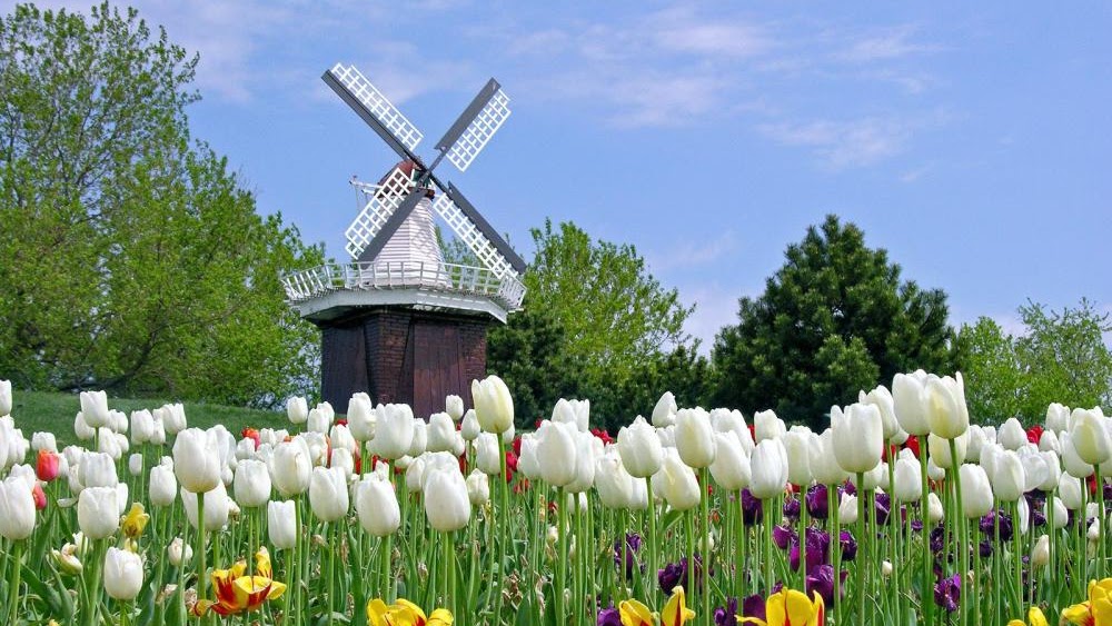 Setangkai Bunga Tulip Belanda