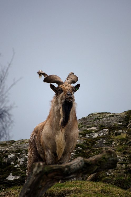 Markhor - National Animal Of Pakistan - Stories Today