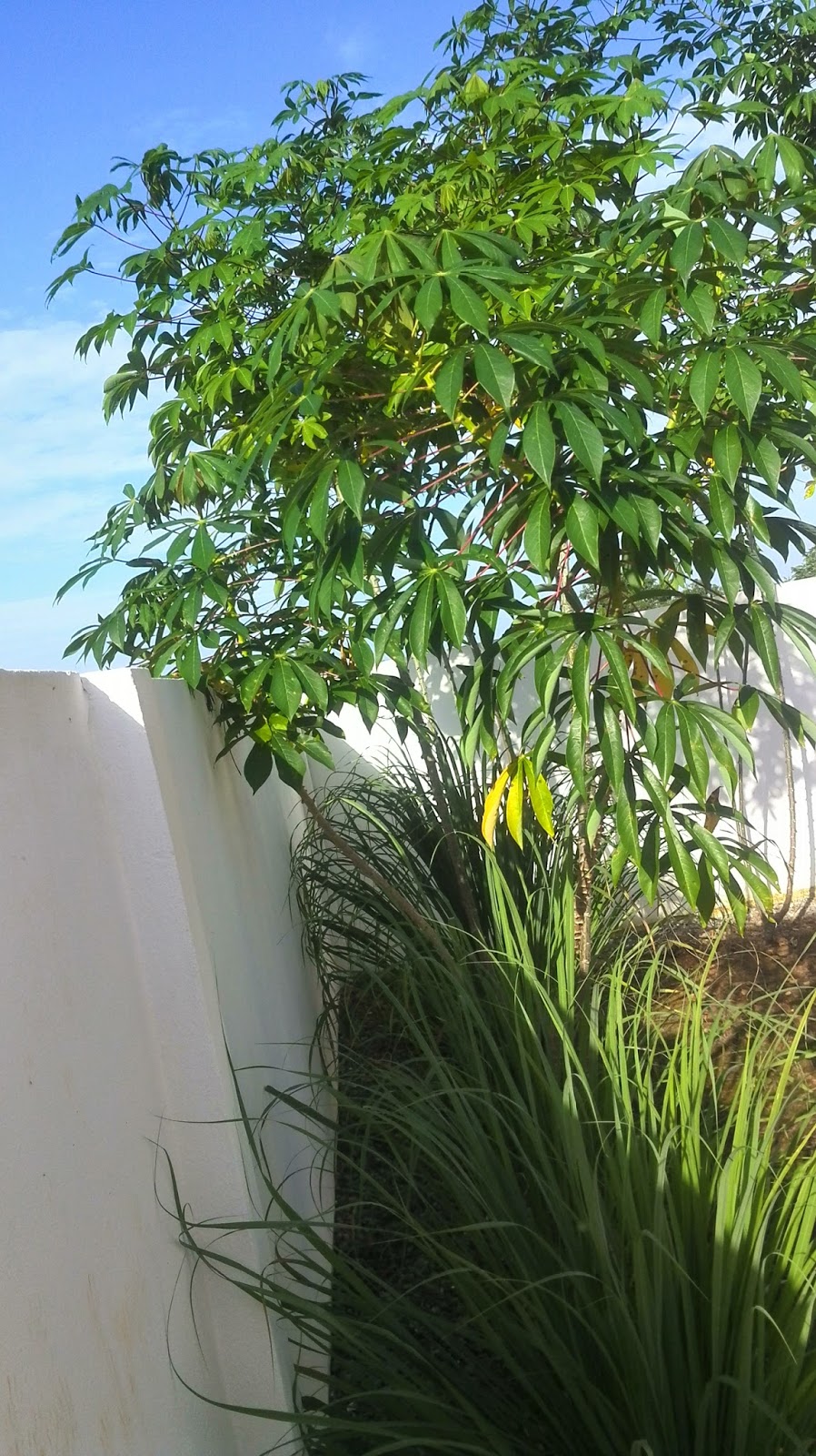 namakucella: UBI KAYU KUNING