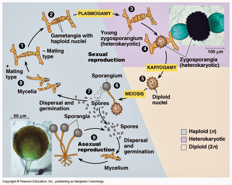 OH93 Independent study on FUNGI: Zygomycetes