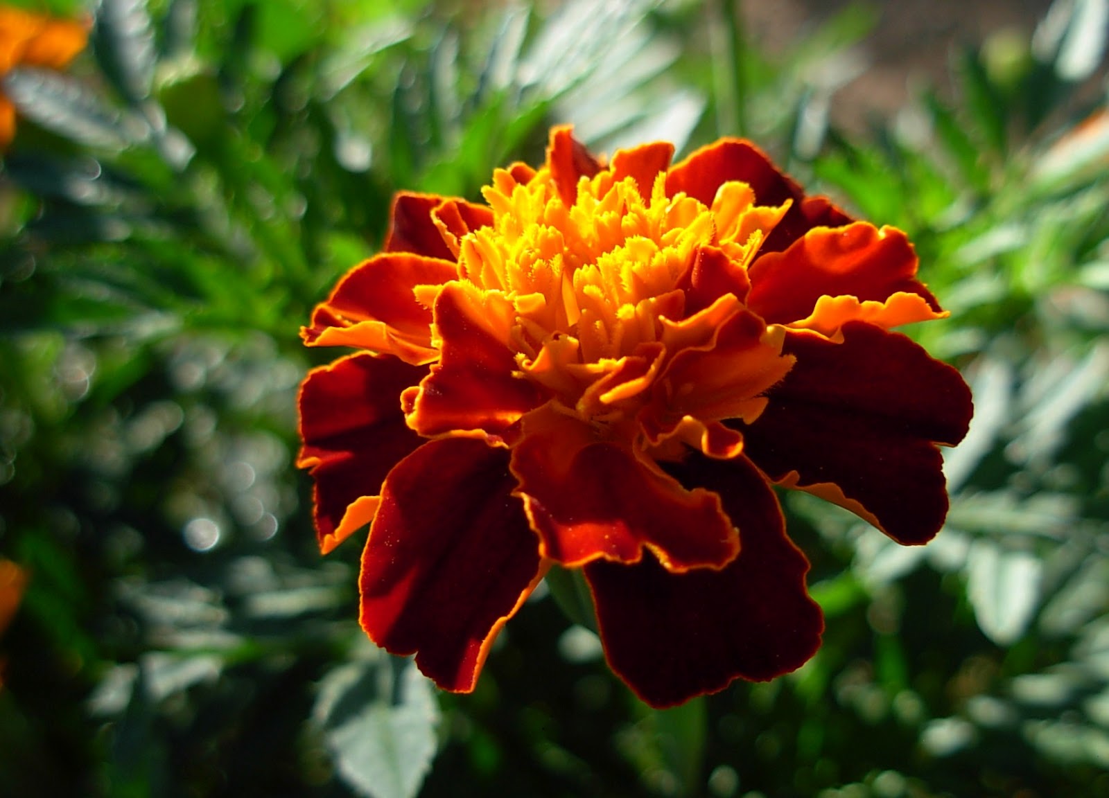 PlazaNavaluenga: Septiembre en el jardín 2: Tagetes (clavel chino)
