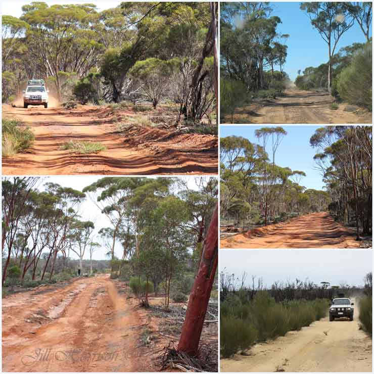 Life Images by Jill: Cave Hill, Burra Rock and the Woodlines, Western ...