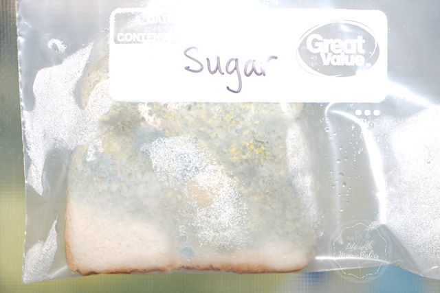 Growing and Preventing Mold a Science Experiment for Kids - Life with ...