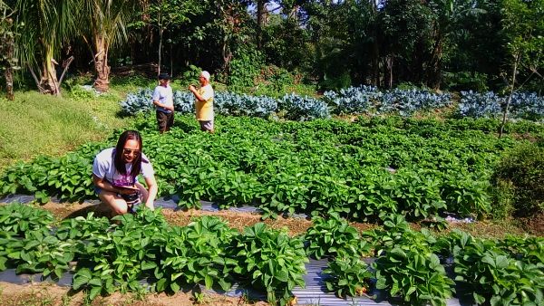 Backpacking Philippines: Lolo Kap's Strawberry Farm in Liliw, Laguna