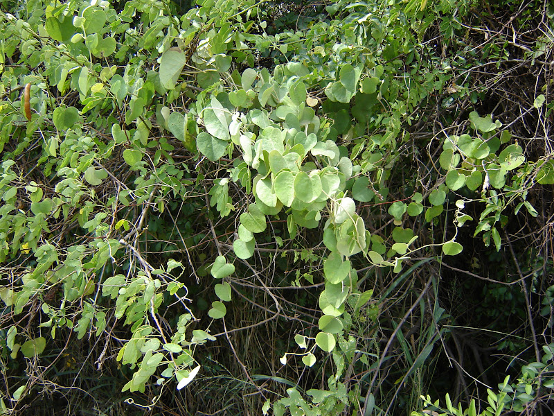 v e r d e c h a c o: Zarza / Abuta / Pareira