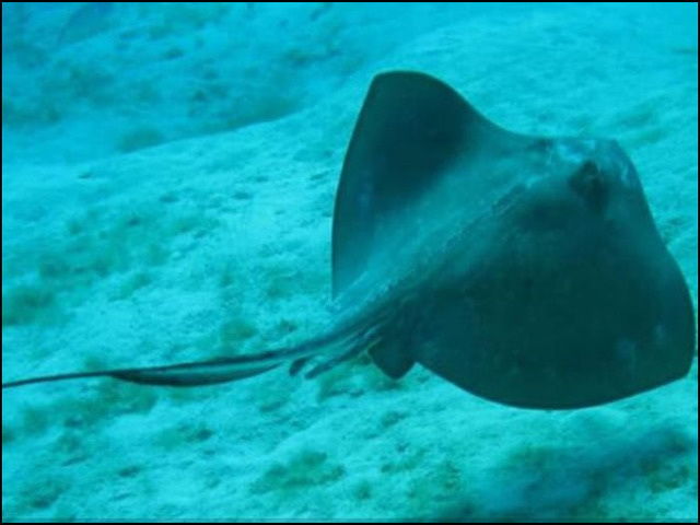 Gambar Ikan Pari dari Jenis Terbaik Beserta Nama Latin dan Inggrisnya ...