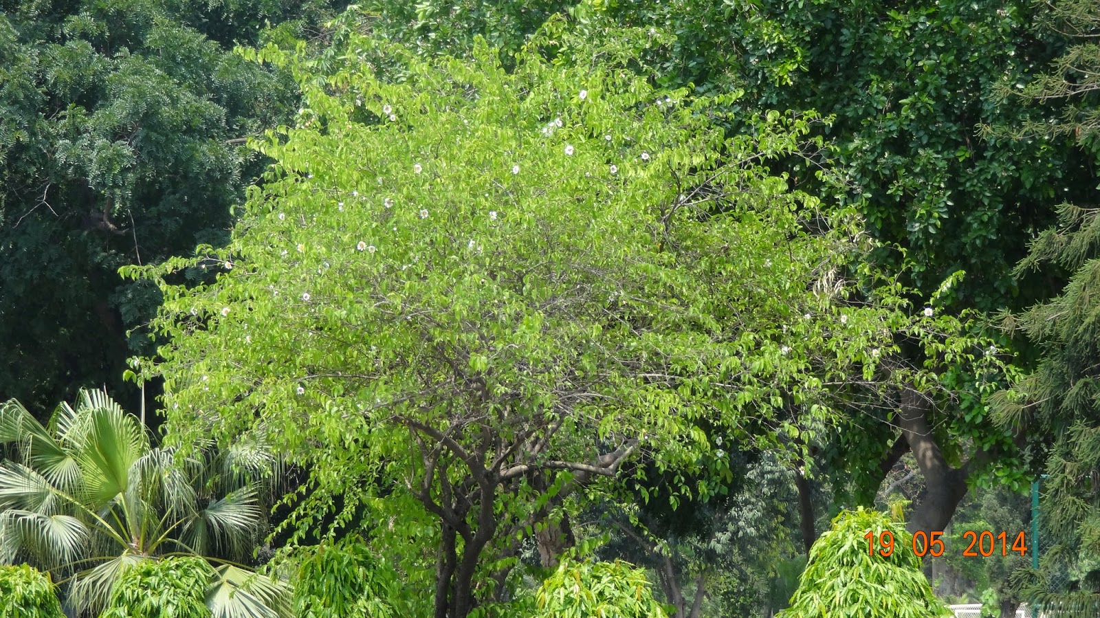 Plants of Lahore - Pakistan: Fried Egg Tree- Tree that offers fried ...