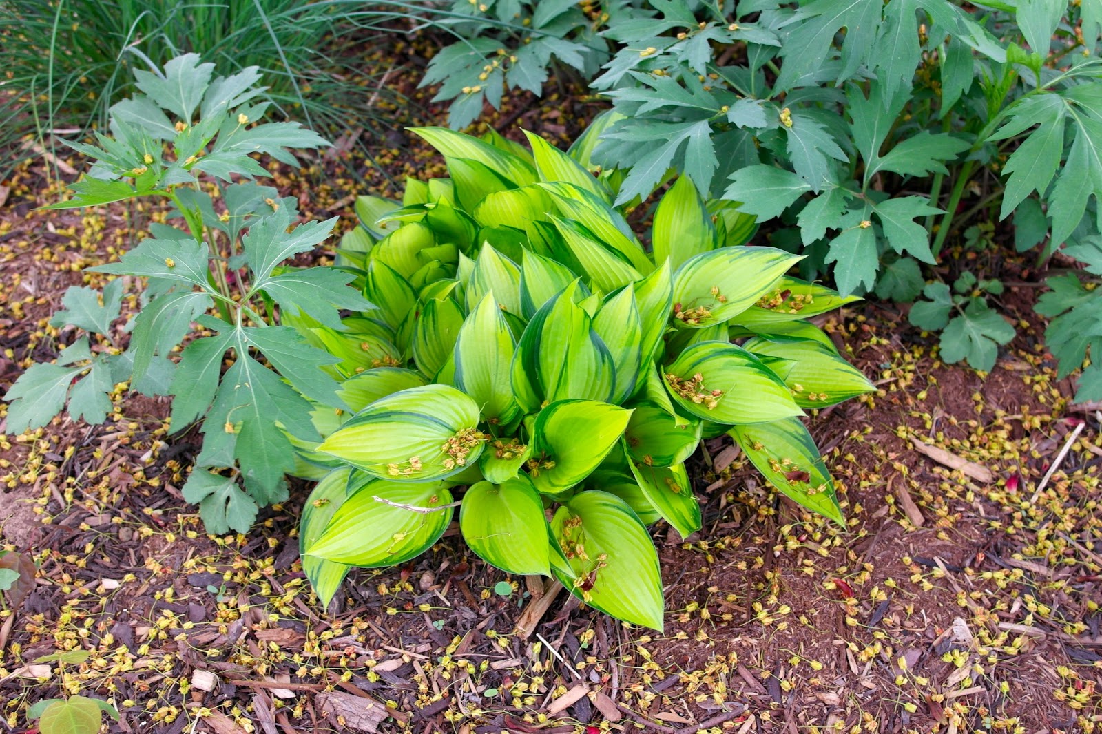 Cheesehead Gardening: Best early color hostas