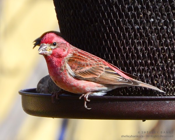 Prairie Nature: Raspberry-washed Purple Finch in Regina backyard