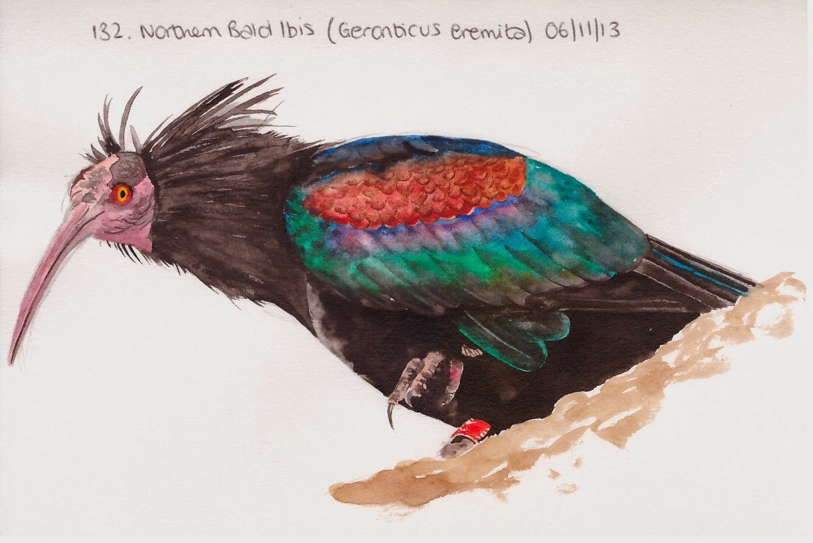 Learn.Draw.BIRD.: 132. Northern Bald Ibis (Geronticus eremita)