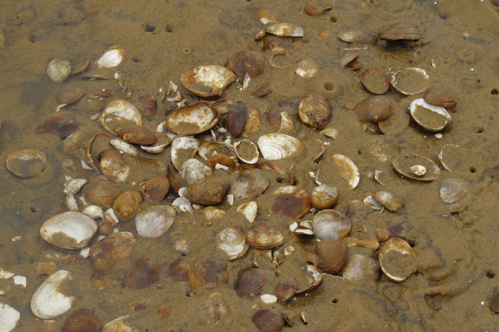 Queensland Coast: Southernmost Mangroves in the World (almost)