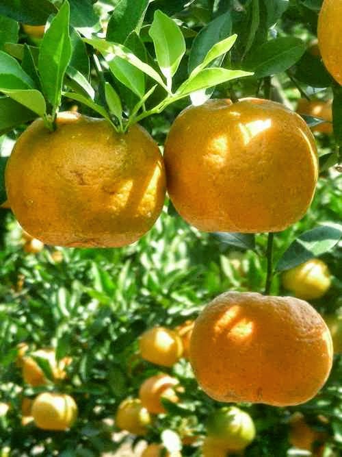 Business Ideas | Small Business Ideas: How to Starting Citrus Farming ...