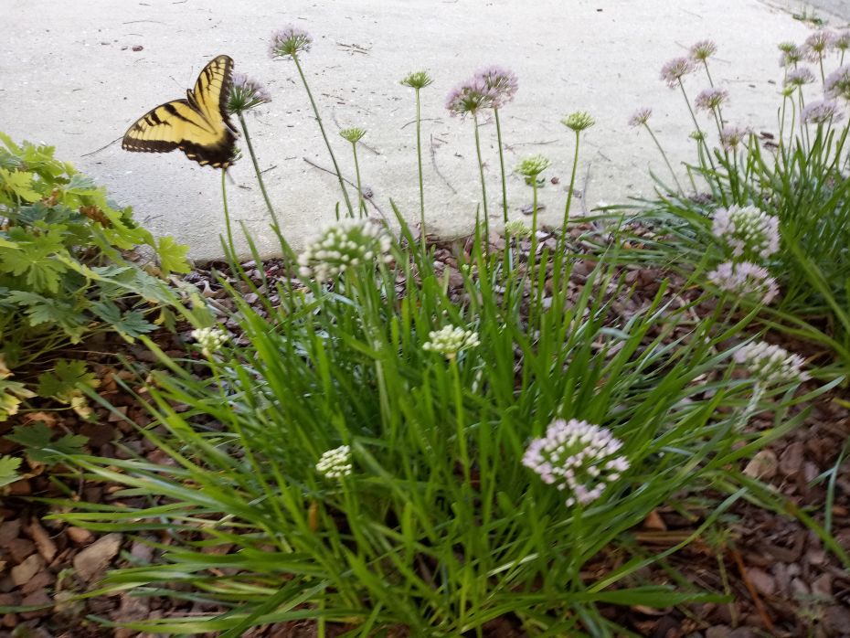 Future Plants by Randy Stewart: Allium