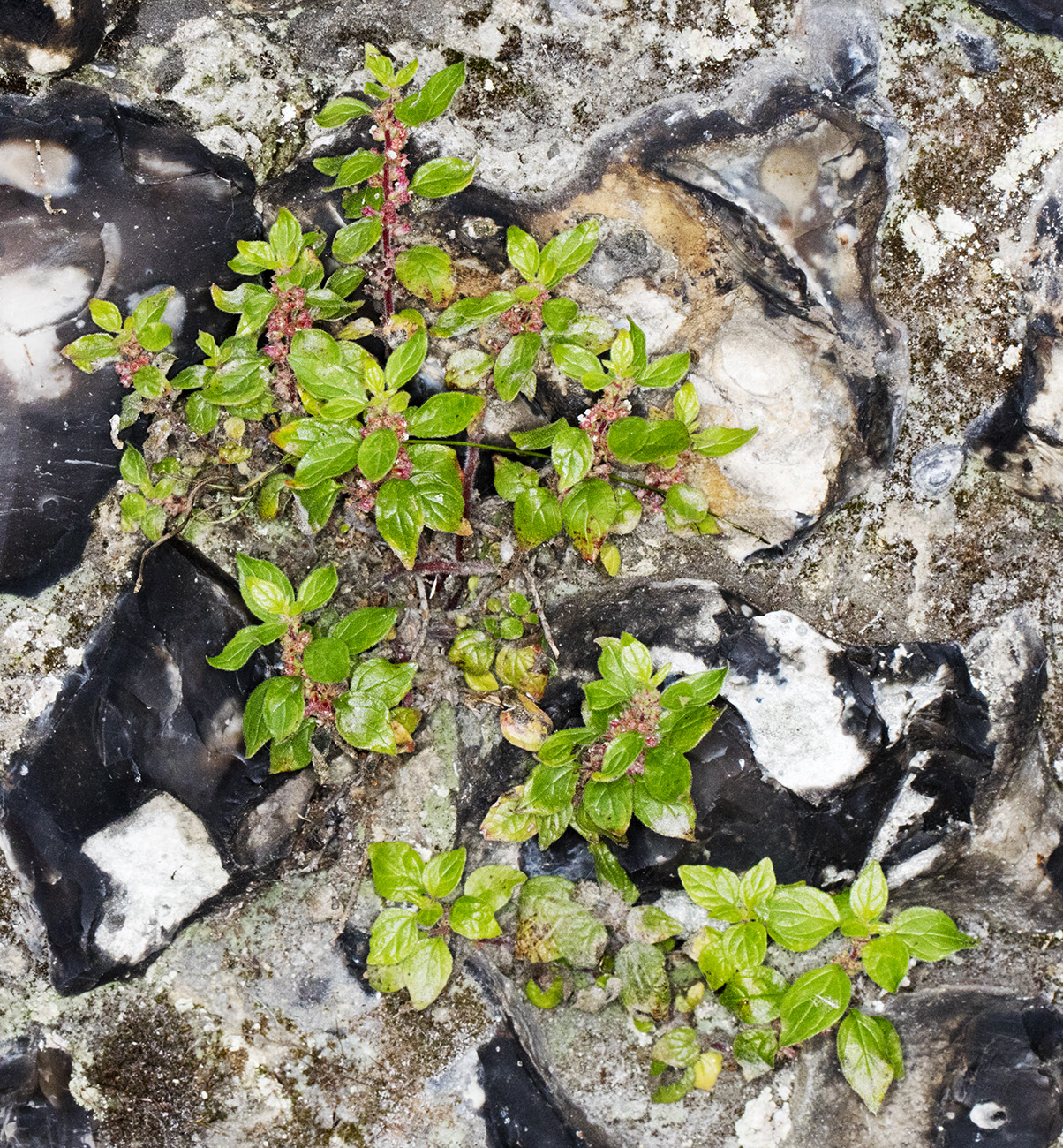 One Morning | Naturally