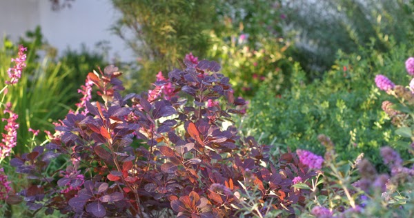 VW Garden: Royal Purple Smoke Tree Vs. Red Dragon Contorted Filbert