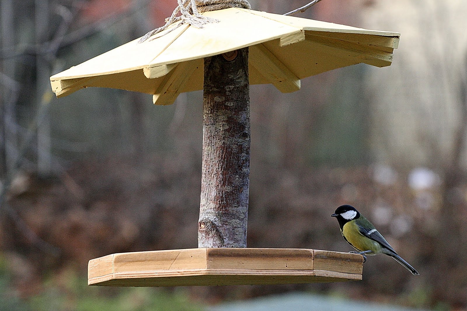 Suur jalutuskäik: Tihased