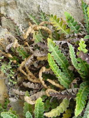 Te de Malaga - Doradilla - Plantas Medicinales (2)