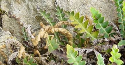 Te de Malaga - Doradilla - Plantas Medicinales (2)