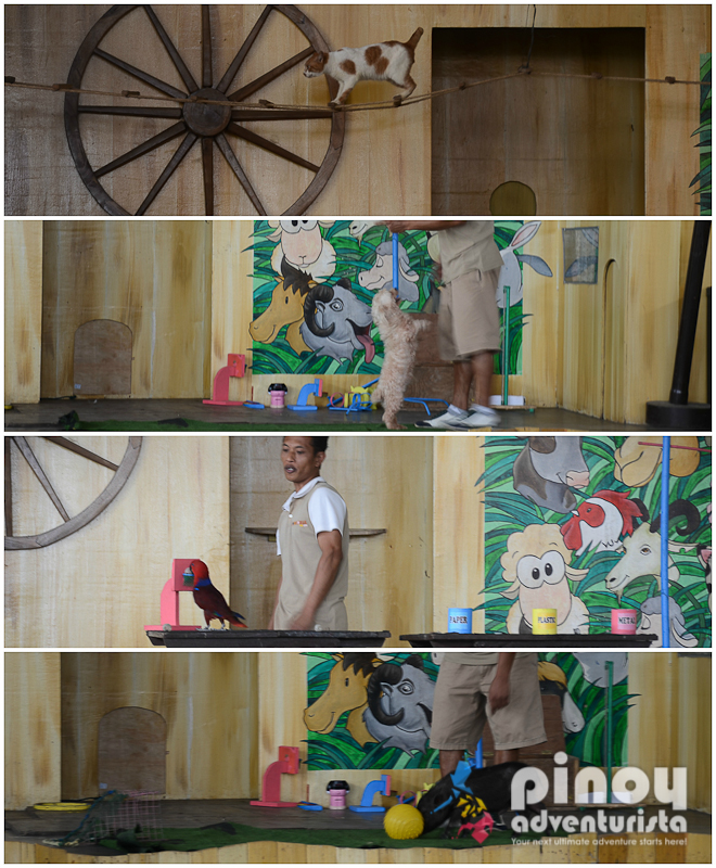 TOP PICKS: 15 Fun and Exciting Things To Do in Zoocobia Fun Zoo You ...