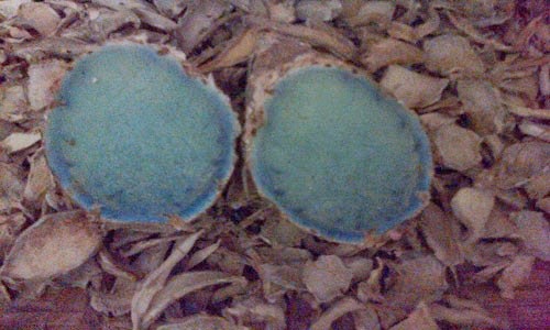 Ramuan Herbal: Temu hitam (Curcuma aeruginosa Roxb.)