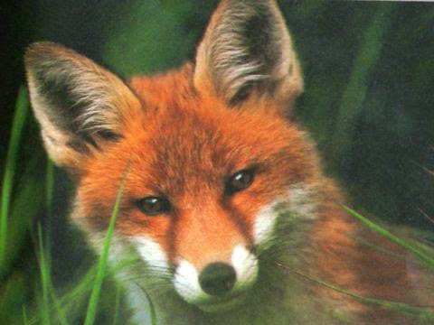 Ti Racconto Una Fiaba, Pastrugno?: Furbo, il Signor Volpe - Una ...