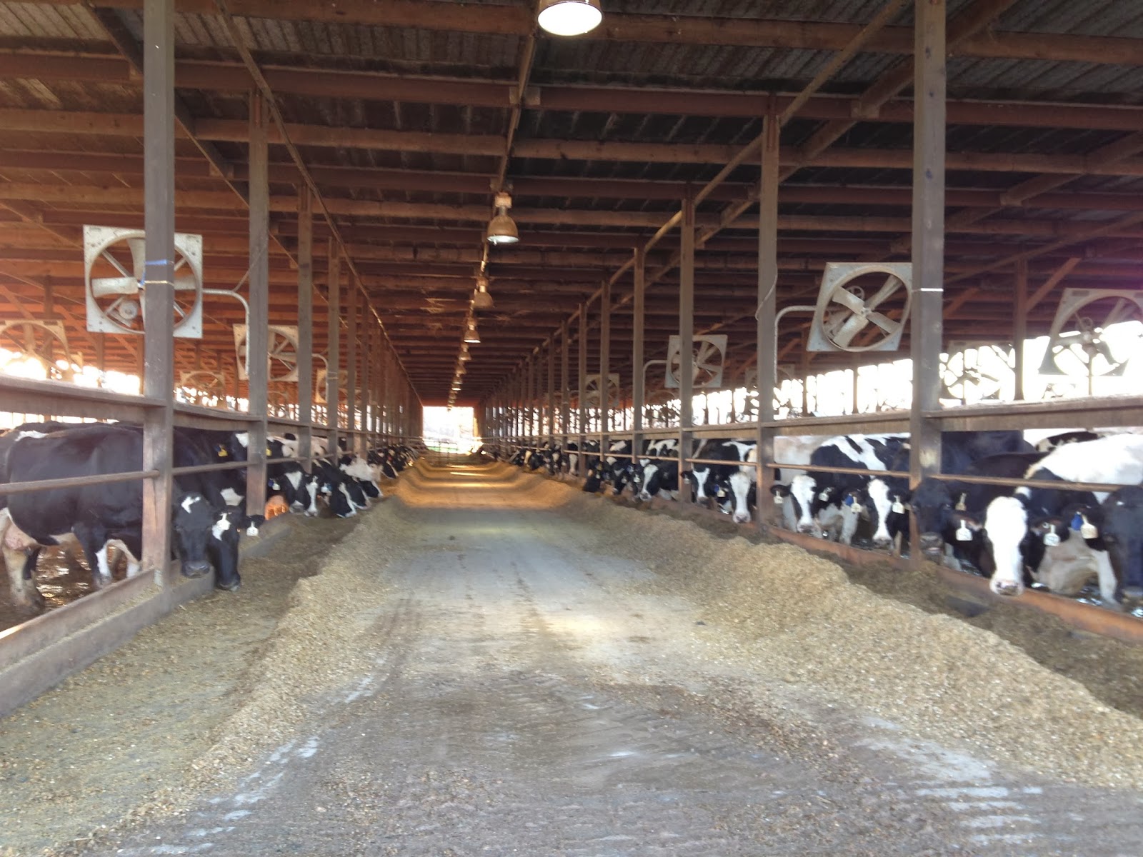 Types Of Cow Barns - Design Talk