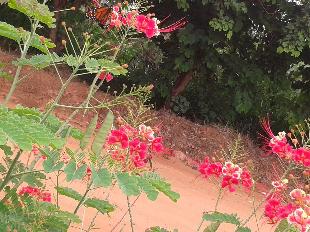 De Tudo Um Pouco!: Flamboyanzinho