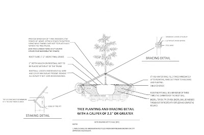 Mark's Urban Forest: How to Stake a Tree Properly (And How Long to Keep ...