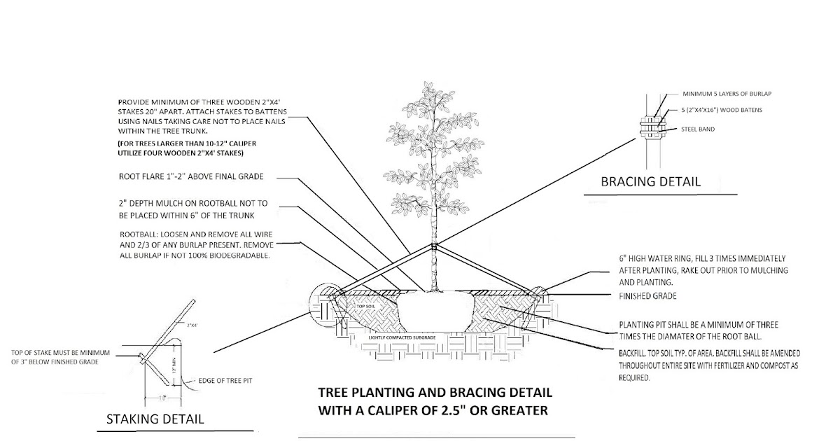 Mark's Urban Forest: How to Stake a Tree Properly (And How Long to Keep ...
