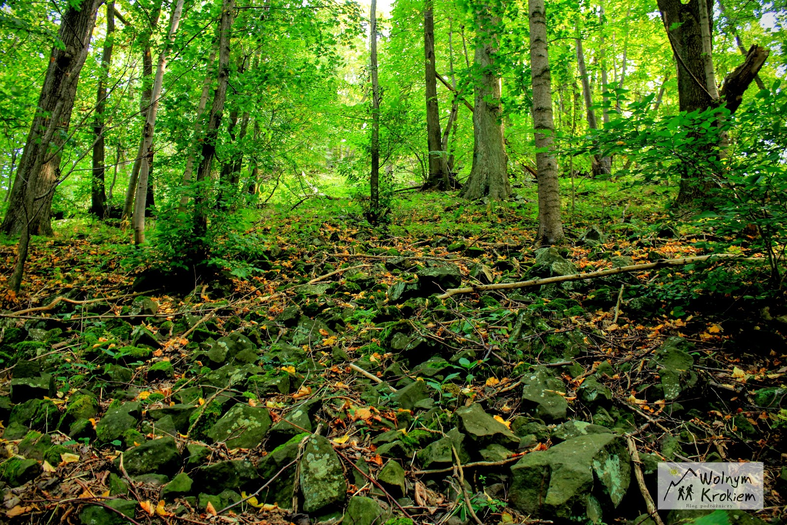 Ostrzyca Proboszczowicka - Szlak Wygasłych Wulkanów