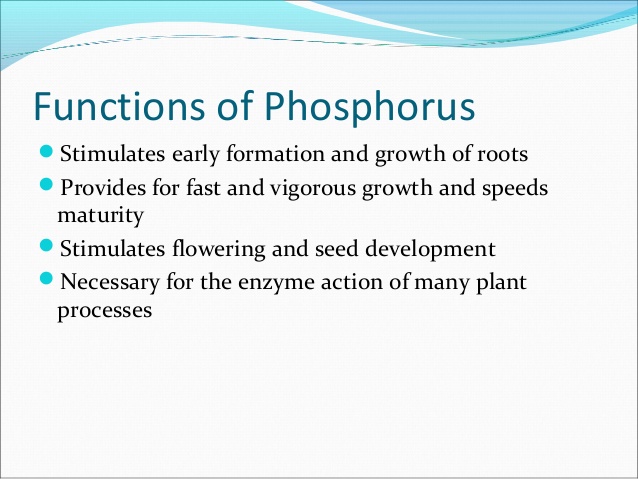 Role of Phosphorous in Plants | My Planting Hobby ( Information carriers)