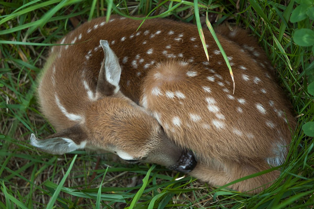 Fawns are arriving, leave them alone urges F&W | Vermont Business Magazine