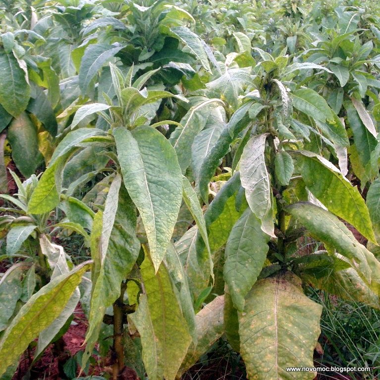 Da Ponta do Ouro ao Rovuma: Malema