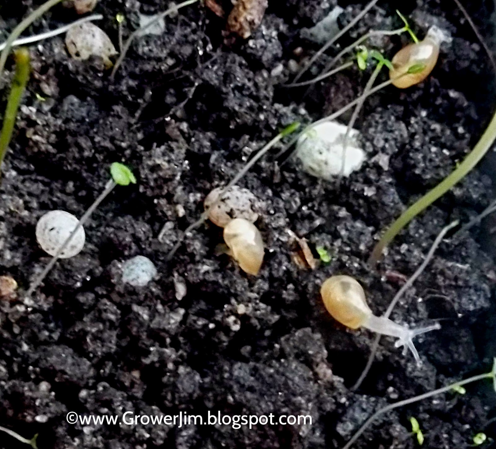 Garden Adventures: Creature Feature - the "good" snail