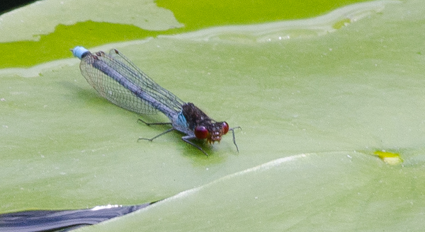 VC41 Dragonflies and Damselflies: Red-eyed Damselflies at Neath Canal