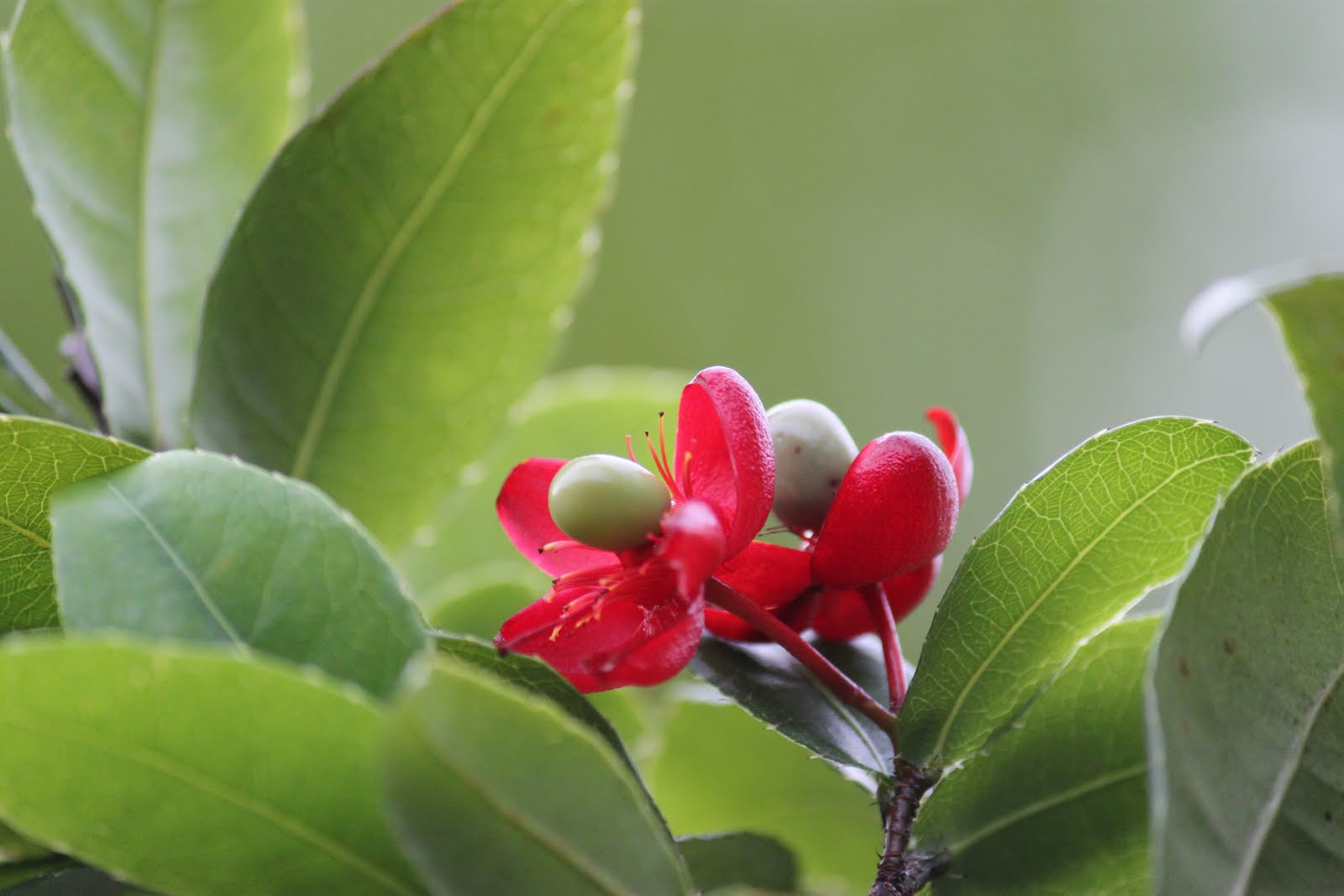 fotokoja.blogspot.com: Ochna integerrima - Vietnamese Mickey Mouse ...