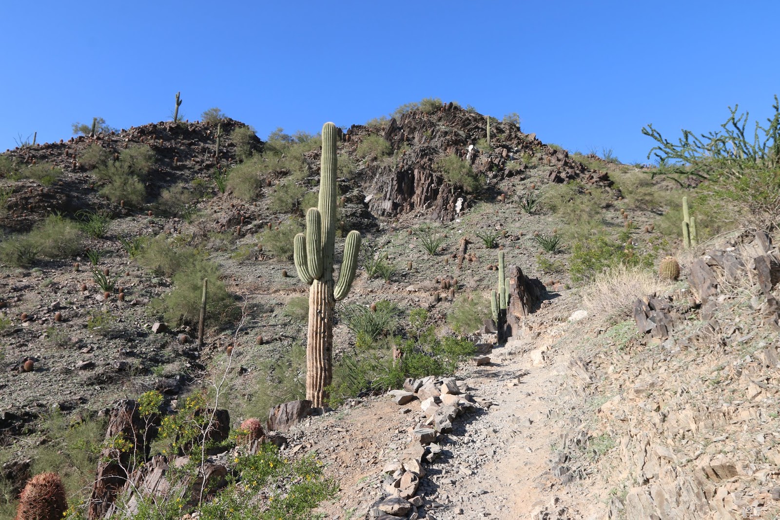 gjhikes.com: Phoenix Mountain Preserve (16)