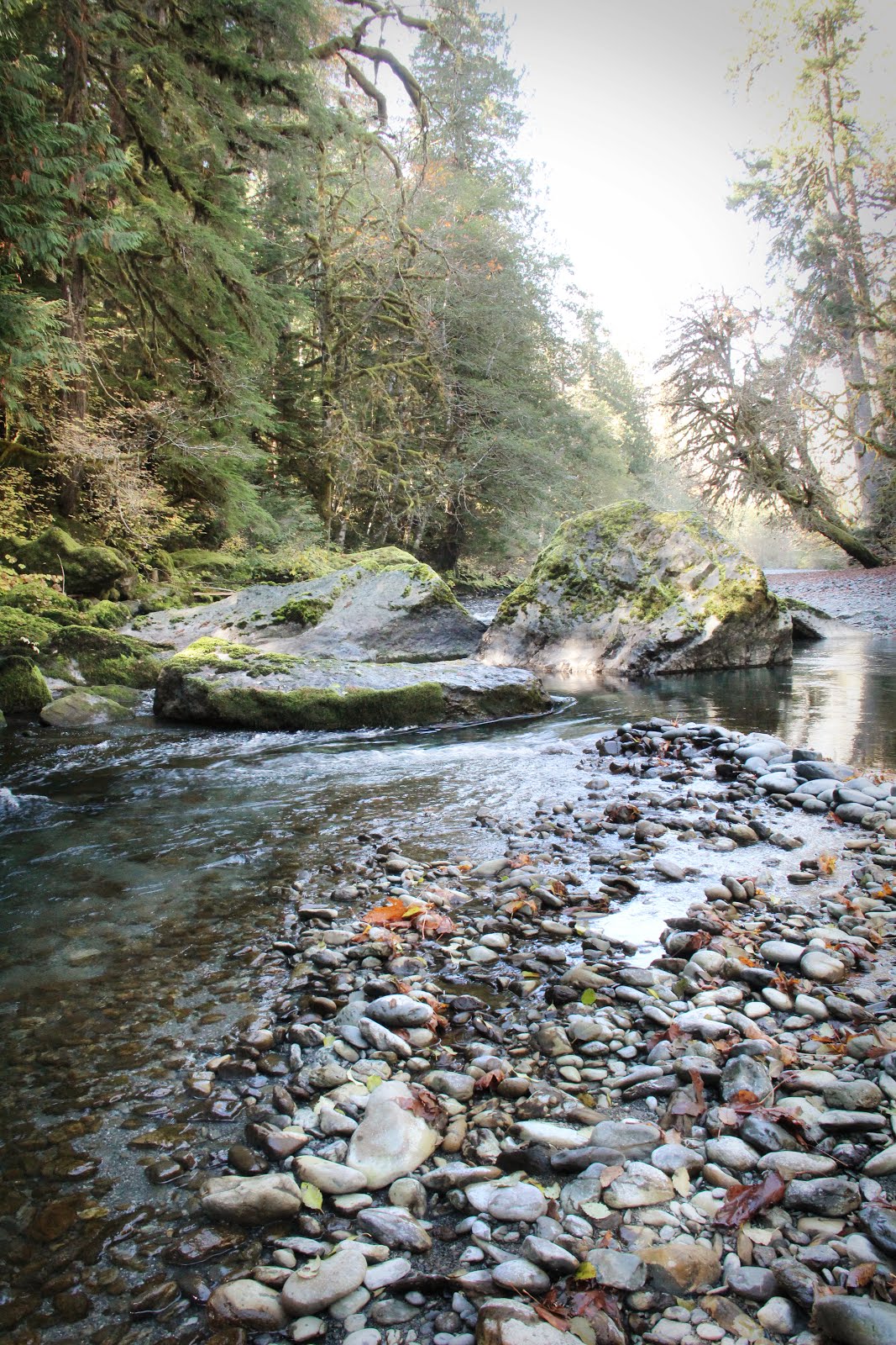 The Lovely Red Fox: Hiking Staircase — Olympic National Park
