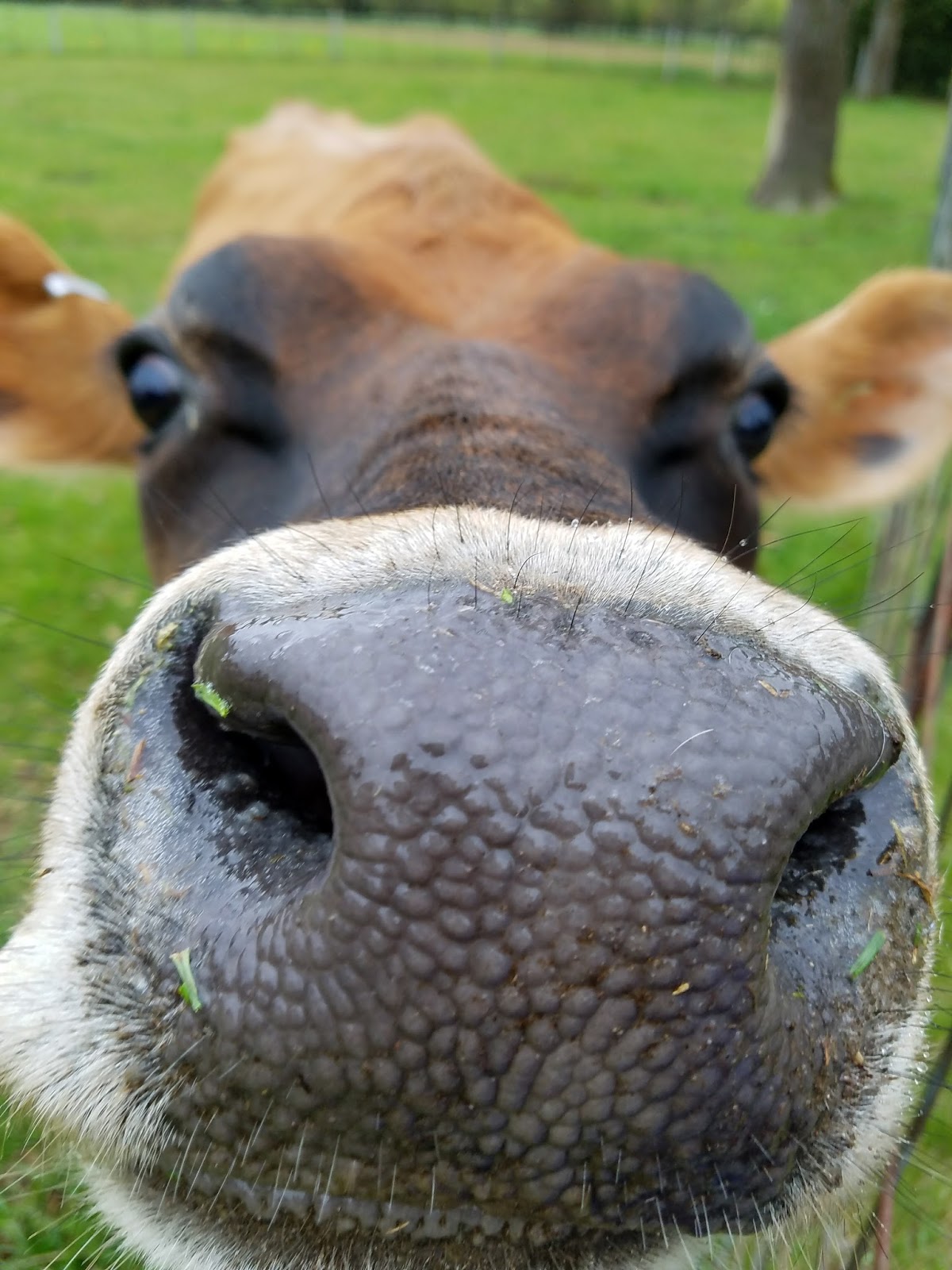 On the Light Side: How Now, Brown Cow